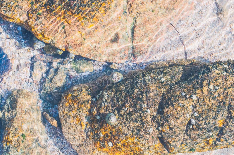 Seabed Background with Stones, Sand and Shells Stock Image - Image of ...