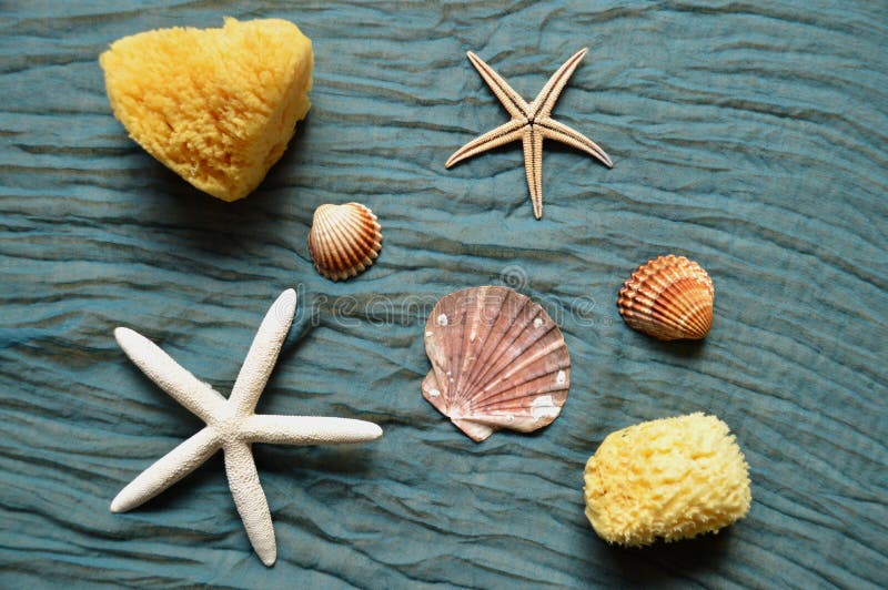 Sea sponges on the seabed stock photo. Image of lumpy - 58308884