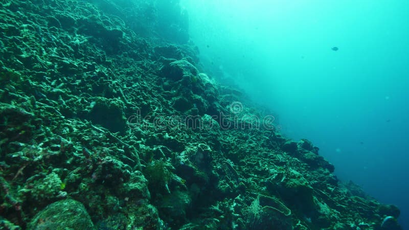 Seabed Covered with Different Corals during Diving Session Stock ...