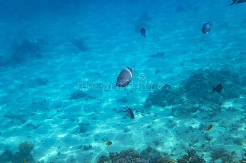 Seabed Landscape with Fishes Stock Image - Image of floor, life: 209955509