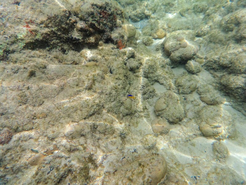 Seabed stock photo. Image of underwater, rock, corals - 331889598