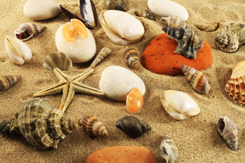 Seabed, sand, seashells stock image. Image of sand, abstraction - 18292565