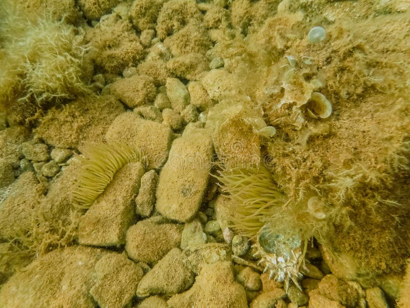Seabed with shells stock image. Image of holiday, rays - 185194541
