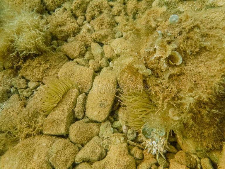 Seabed with shells stock image. Image of holiday, rays - 185194541