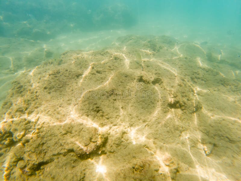Seabed in Shells on the Rocks. Stock Image - Image of pattern, coral ...