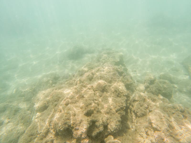 Seabed in Shells on the Rocks. Stock Photo - Image of wild, tropical ...