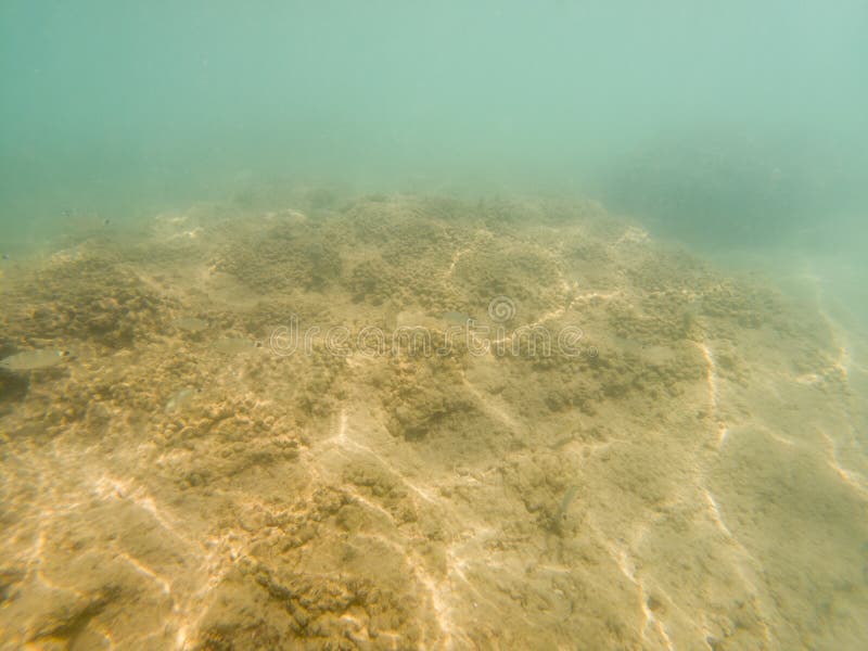 Seabed in Shells on the Rocks. Stock Image - Image of aquarium, water ...