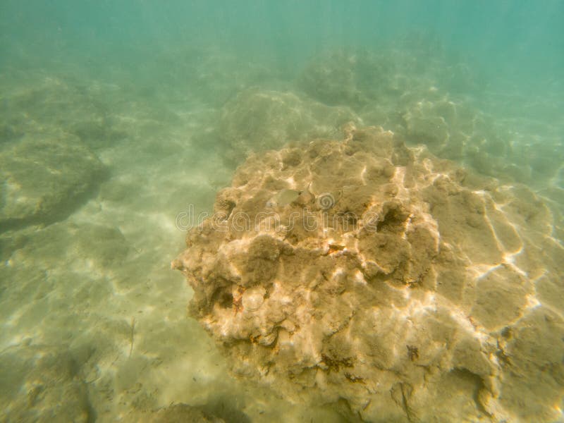Seabed in Shells on the Rocks. Stock Image - Image of coast, aquatic ...