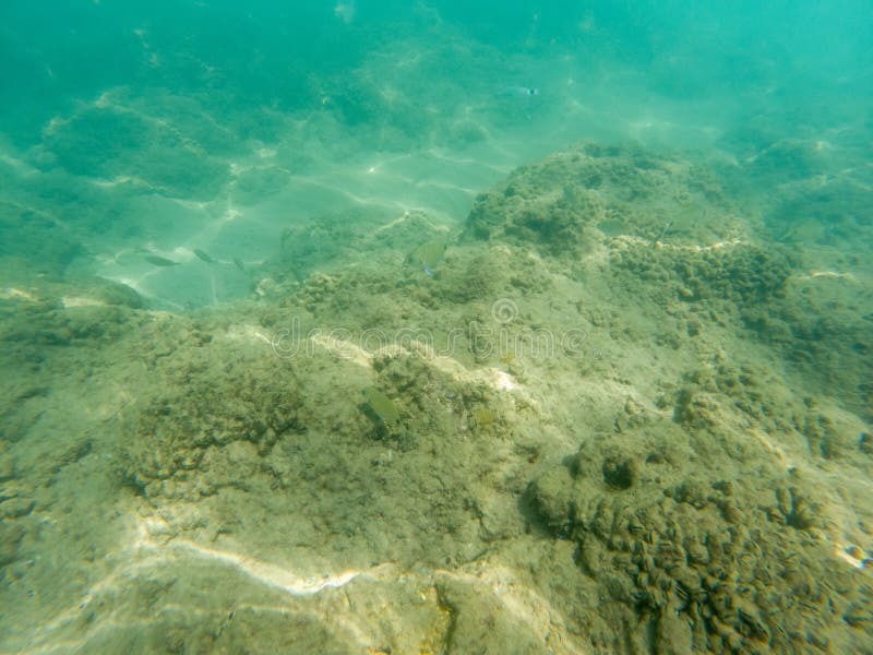 Seabed in Shells on the Rocks. Stock Photo - Image of animal, sand ...