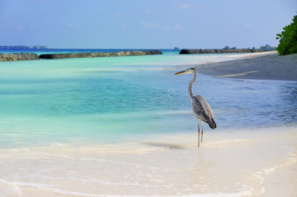 Seabird stock photo. Image of coast, feather, birds, foraging - 12663392
