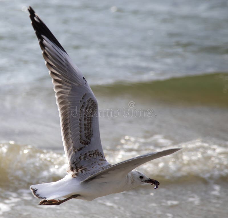 Seagull in Flight at the Ocean during New Years 2023 Stock Image ...