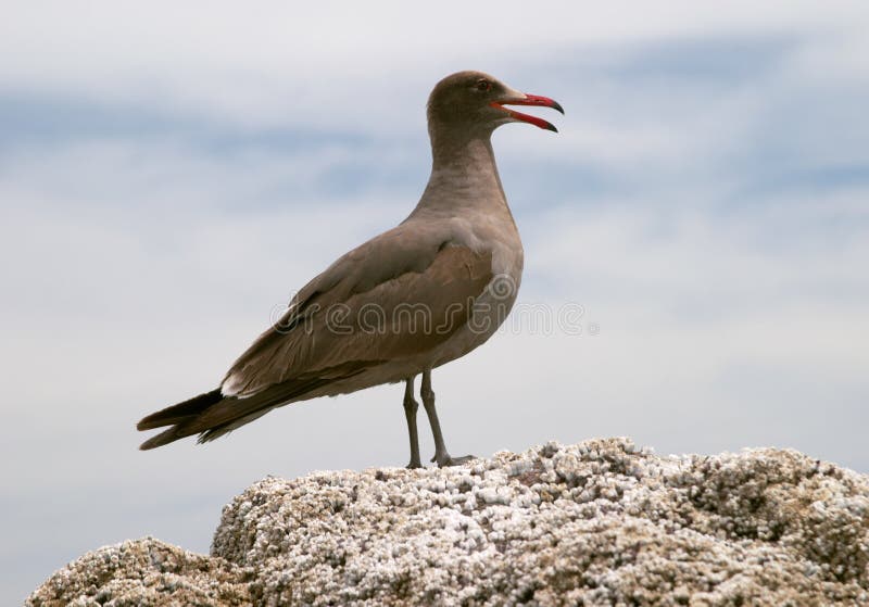 Seabird on a rock stock image. Image of animal, standing - 52706269