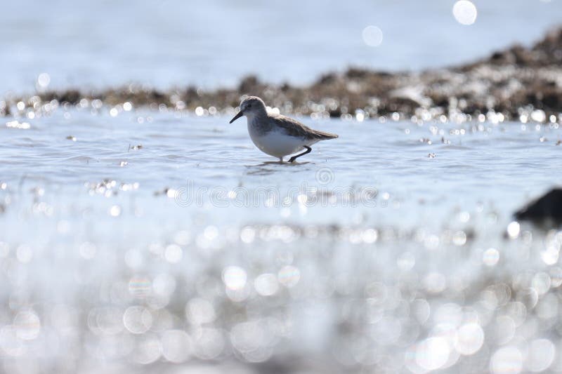 Seabird Standing in Shallow Water Stock Image - Image of environment ...