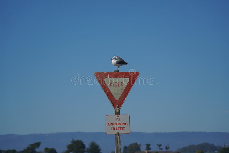 Seabird Standing on Yeild Sign Stock Image - Image of signage, mast ...