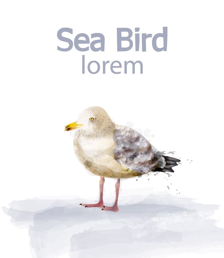 Seabird Vector Watercolor. Cute Bird Isolated on White Illustration ...