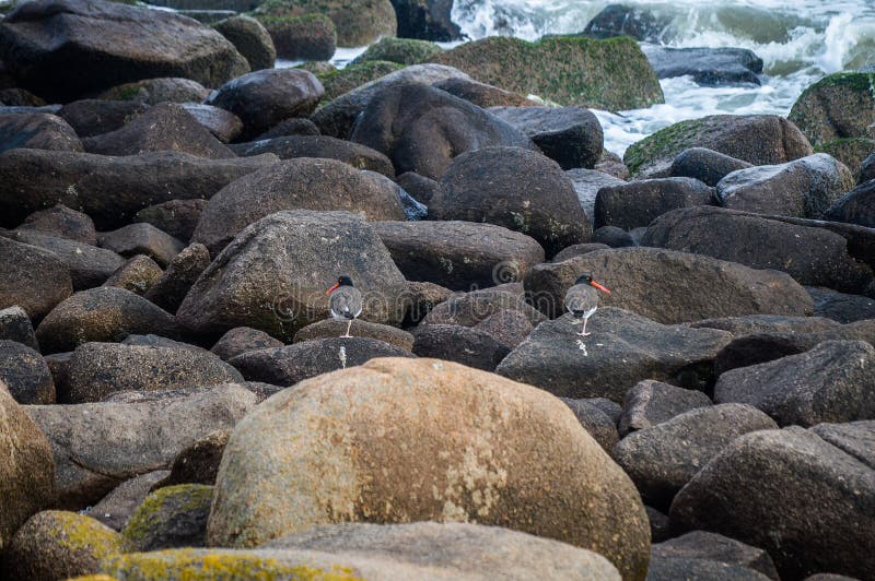 Seabirds stock image. Image of hillside, birds, seabirds - 81183505