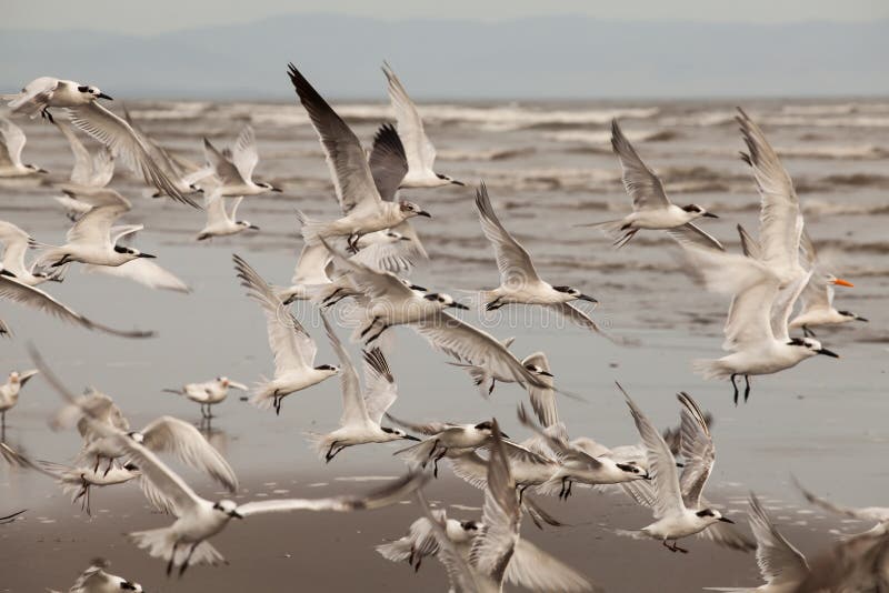 Seabirds stock image. Image of color, beaks, forked, caspian - 69707271