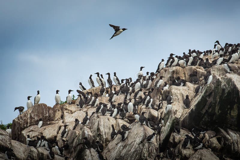 Seabirds Common Murre stock photo. Image of birds, outdoor - 241286570