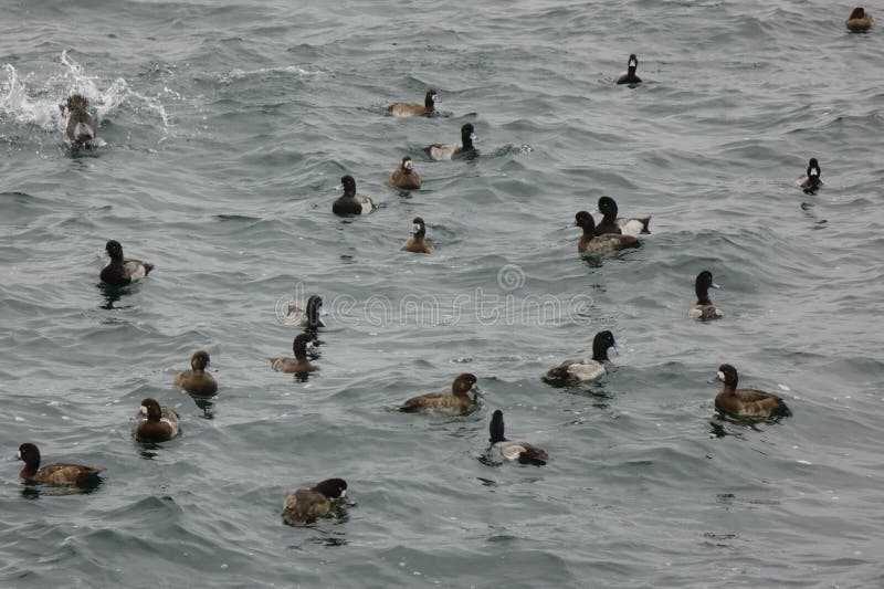 Seabirds Drifting in the Sea Where the Cold Wind Blows Stock Photo ...