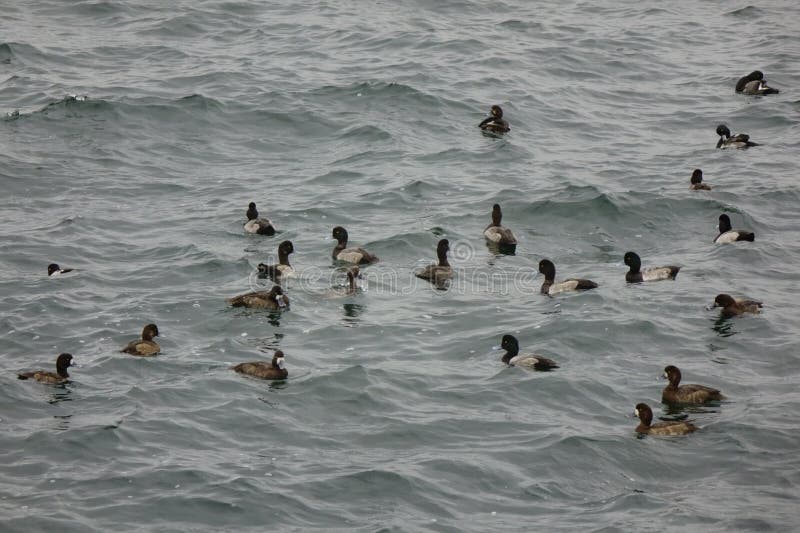 Seabirds Drifting in the Sea Where the Cold Wind Blows Stock Image ...