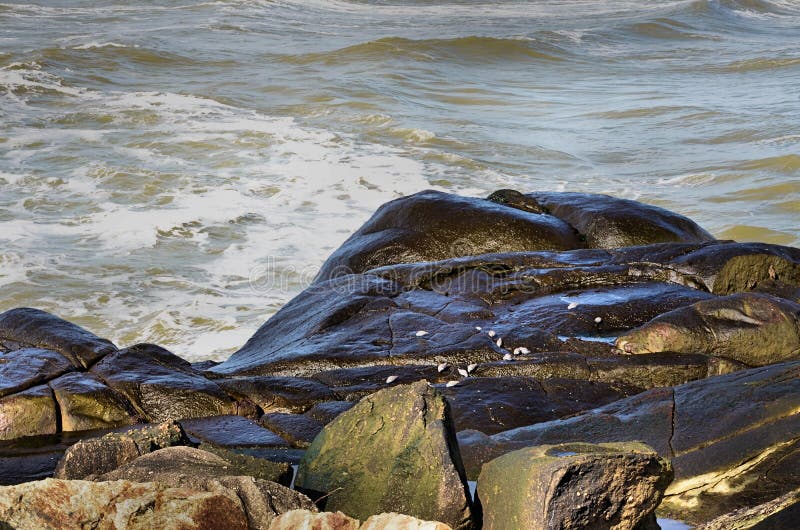 Seabirds Feeding on the Rocks Stock Image - Image of colony, bird: 39287179