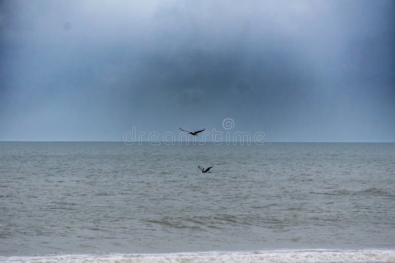 Birds flying over ocean stock photo. Image of gull, seabird - 325912556