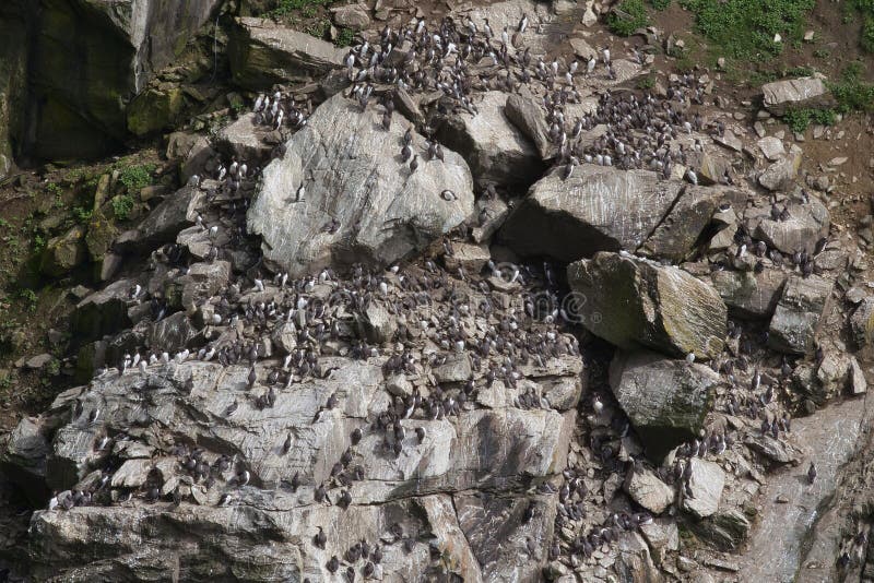 Seabirds Nesting Close Together Colony Stock Photos - Free & Royalty ...