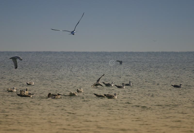 Seabirds on ocean stock photo. Image of laridae, floating - 369376