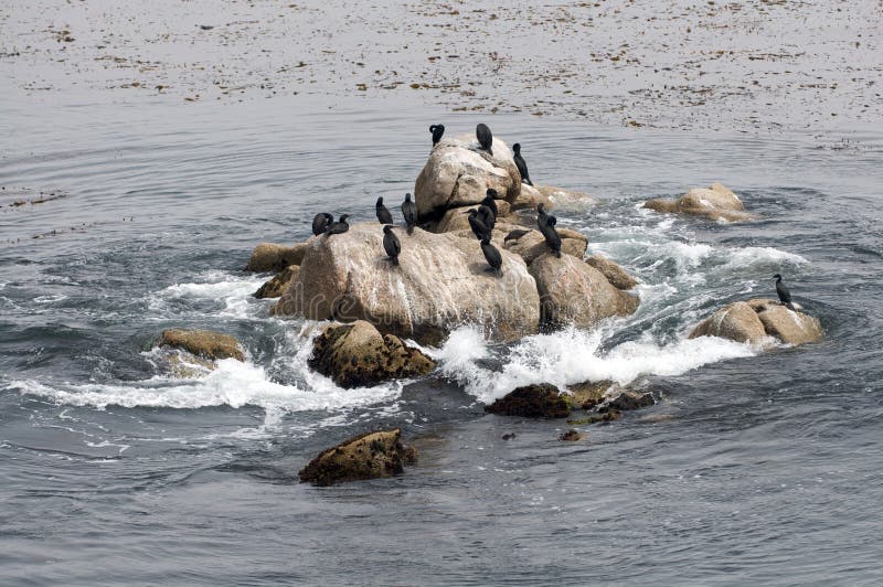 Seabirds Resting on Rocks in the Ocean. Stock Image - Image of waters ...