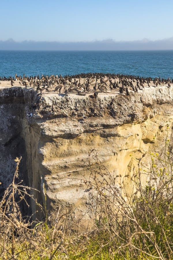 Seabirds Resting on a Sunlit Coastal Cliff Edge Stock Photo - Image of ...