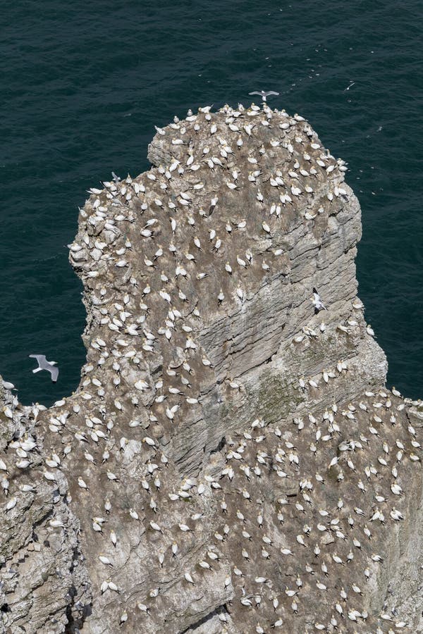 Seabirds on rock outcrop stock image. Image of colony - 120310037