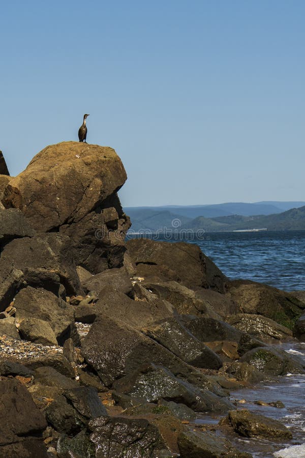 Seabirds sit on rocks stock image. Image of coast, clouds - 254146109