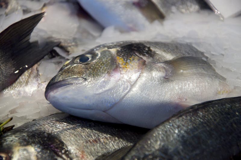 Seabream stock photo. Image of meat, person, frozen, gilthead - 27842678