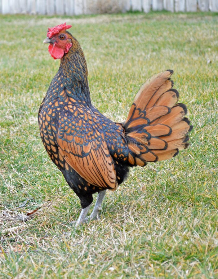 Banty Rooster stock image. Image of plumage, range, poultry - 15866215