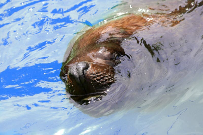 Seadog foto de stock. Imagem de pelaria, porto, cores - 12890856