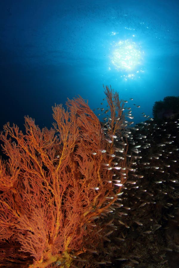Seafan and Fish with Sun Ray Stock Photo - Image of seafan, undersea ...