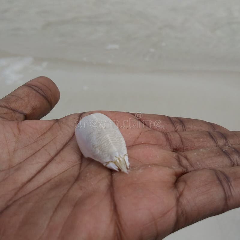 Seaflea stock photo. Image of large, flea, seafleas - 117135166