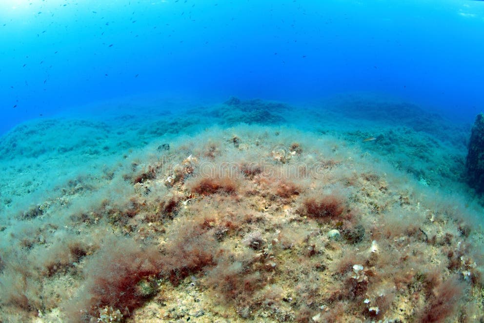 Seafloor of Majorca stock image. Image of pollution, marine - 39110359
