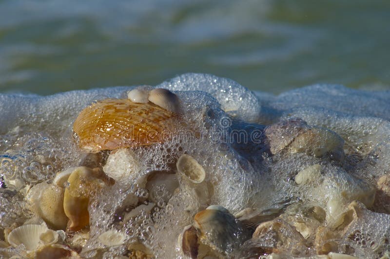 Seafoam from Waves Over Shells Stock Photo - Image of rolling, seafoam ...