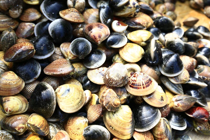 Seafood blue clams stock image. Image of seafood, cuisine - 236918363