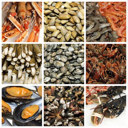 Seafood collage stock image. Image of crustacean, health - 14383317