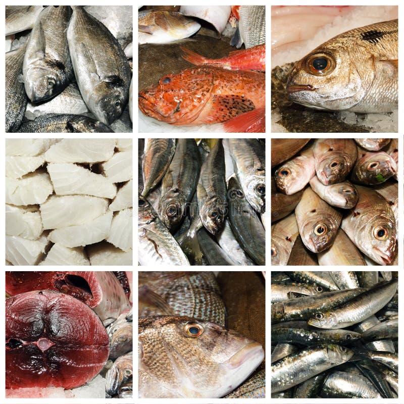 Seafood collage stock photo. Image of salmon, nature - 14144942