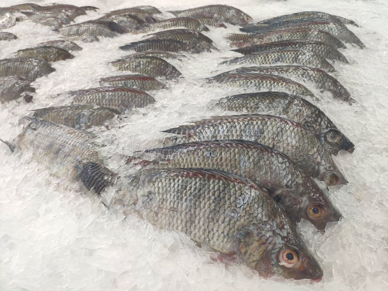 Seafood, Fish on the Ice Tray for Freshness in the Supermarket. Stock ...