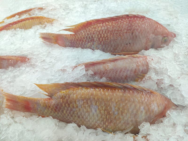 Seafood, Fish on the Ice Tray for Freshness in the Supermarket. Stock ...