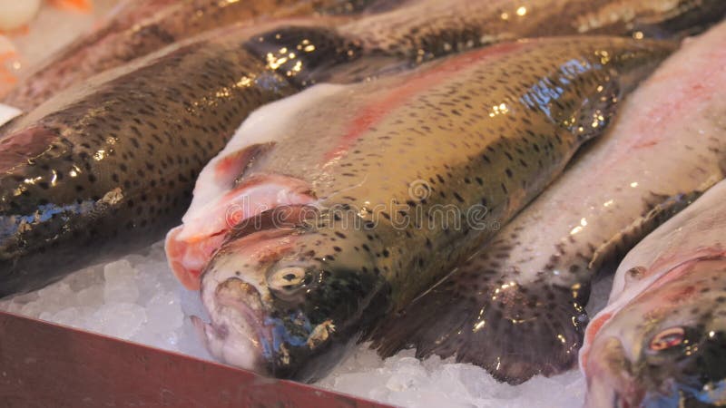 Seafood Fish Market. Fish on the Counter. Close Up View. Stock Video ...