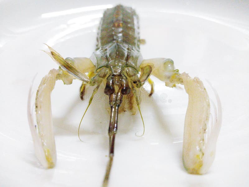 Seafood stock photo. Image of shell, food, closeup, seafood - 129842960