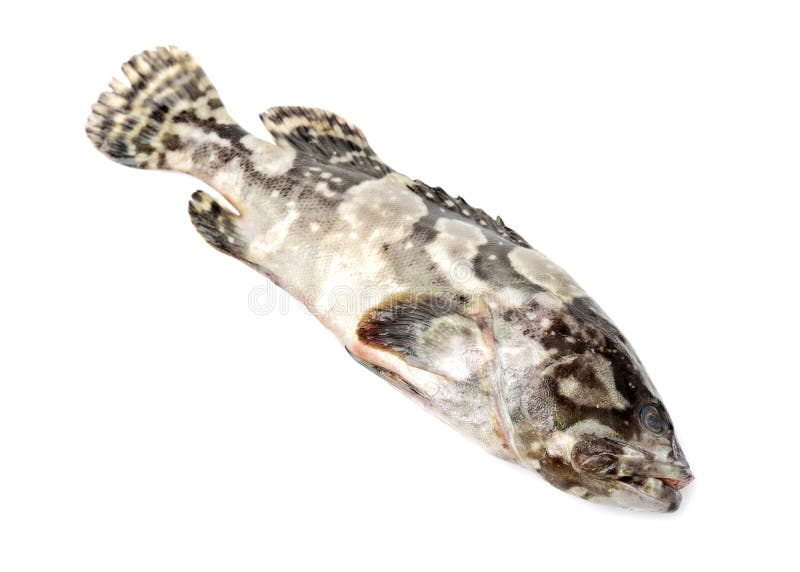 142 Pink Grouper Stock Photos - Free & Royalty-Free Stock Photos from ...