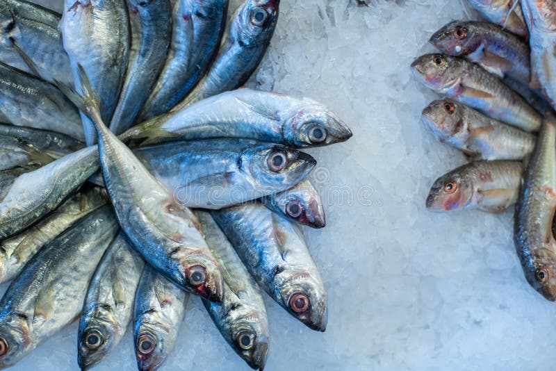 Seafood on ice stock image. Image of dorada, meal, fillet - 187033345