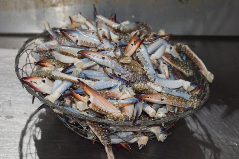 Seafood ice at fish market editorial image. Image of nutrition - 195845125