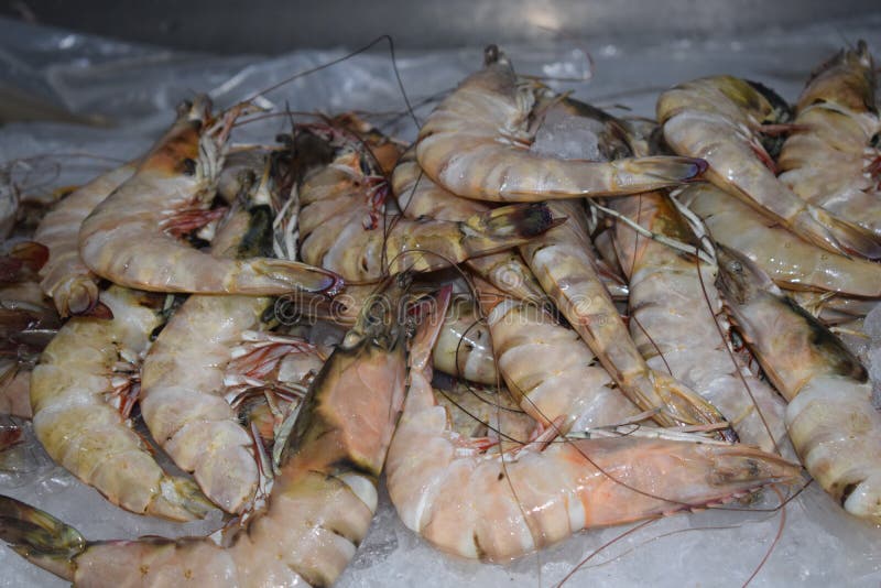 Seafood ice at fish market stock image. Image of dish - 195845761